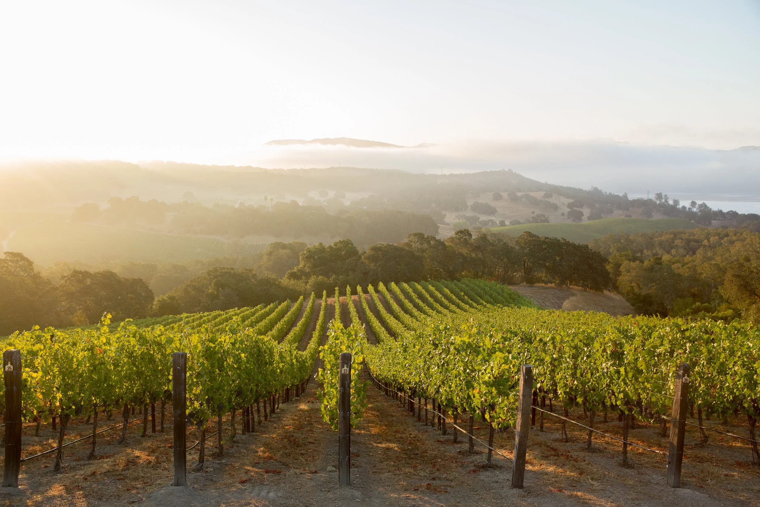 CADE Estate Winery – Napa Green