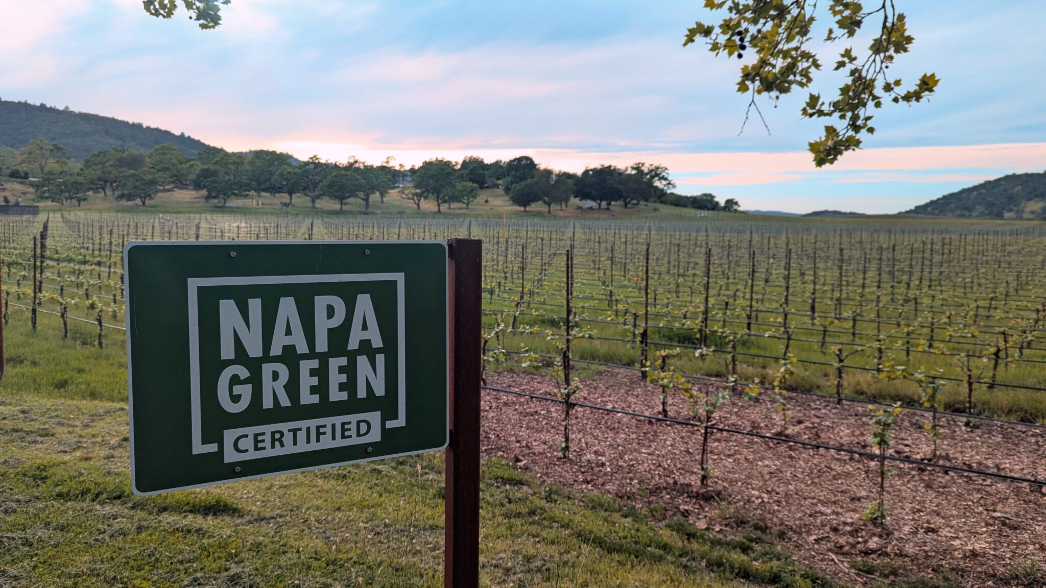 Napa Green – A climate action non-profit supporting the wine industry